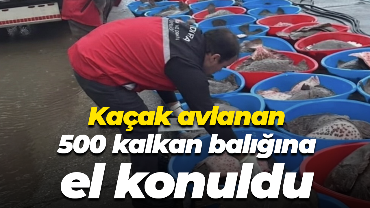 Kaçak avlanan 500 kalkan balığına el konuldu